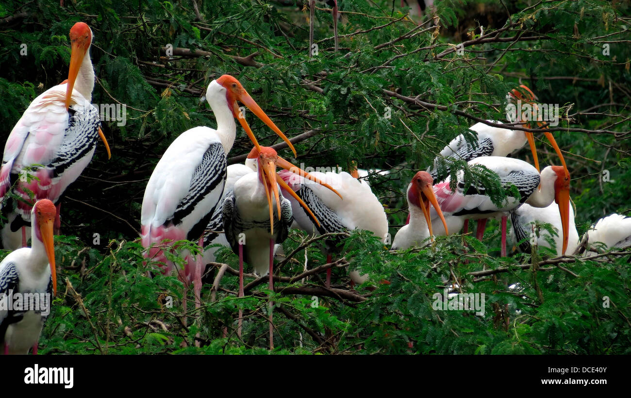 Stork Beaks High Resolution Stock Photography and Images - Alamy