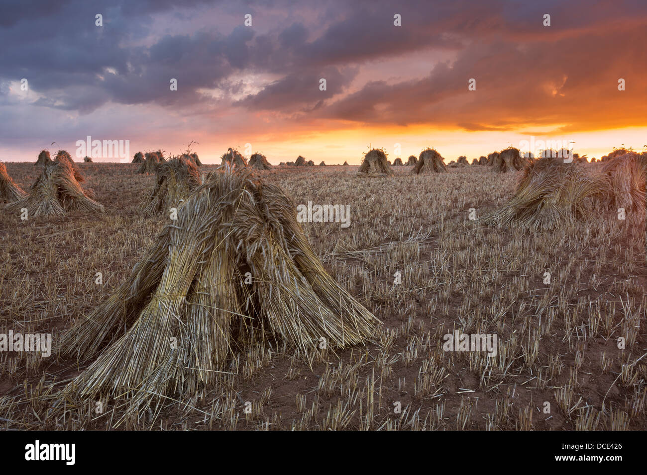 Straw stooks for thatching standing in a field in mid Devon at sunset ...