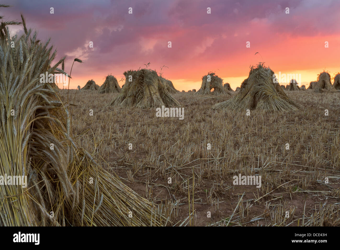 Thatching straw harvest hi-res stock photography and images - Alamy