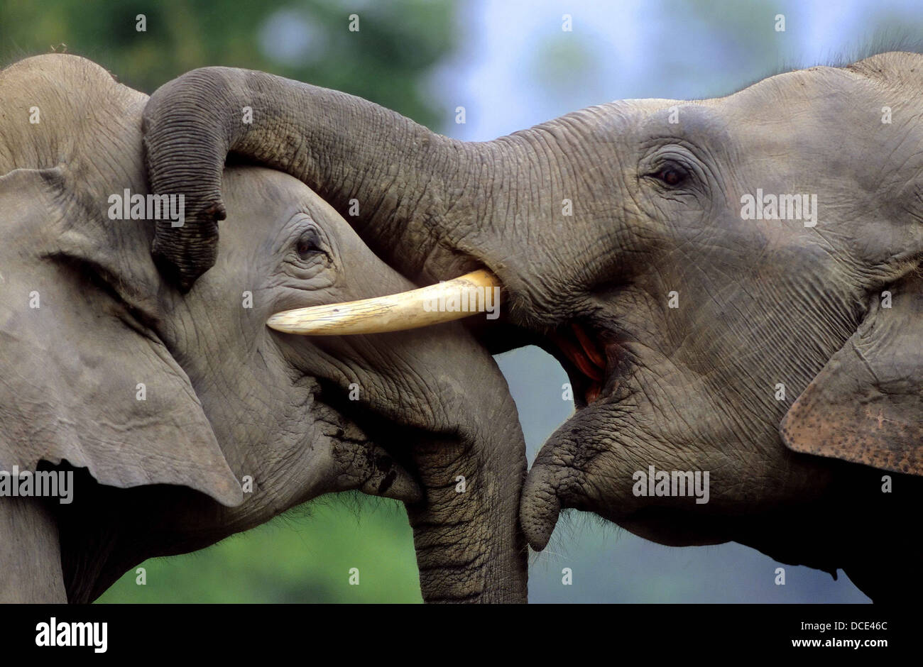 Asian wildlife hi-res stock photography and images - Alamy