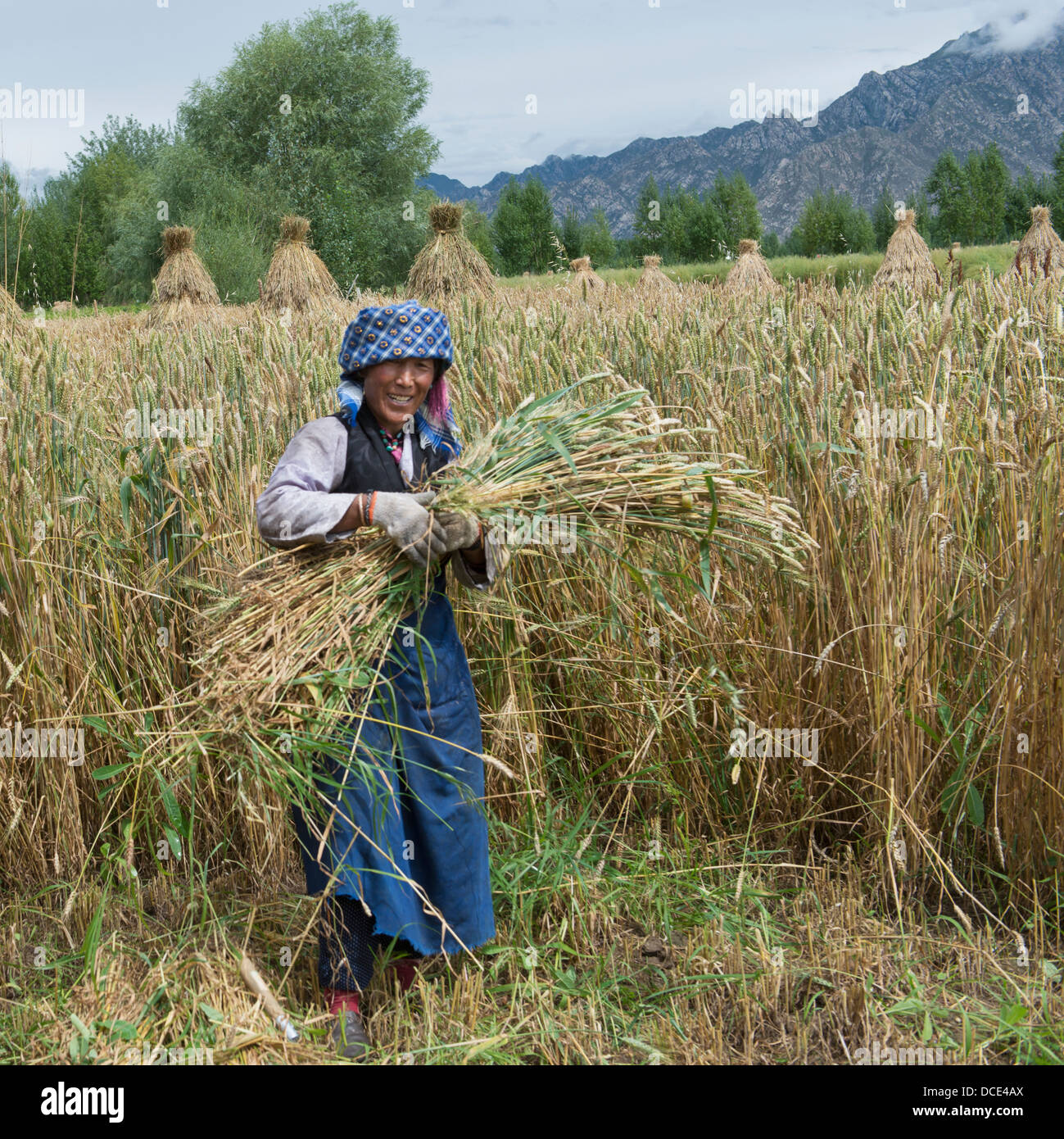 China, Xizang, Tibet, Lhasa, Woman Gathering Wheat In Field Stock Photo ...