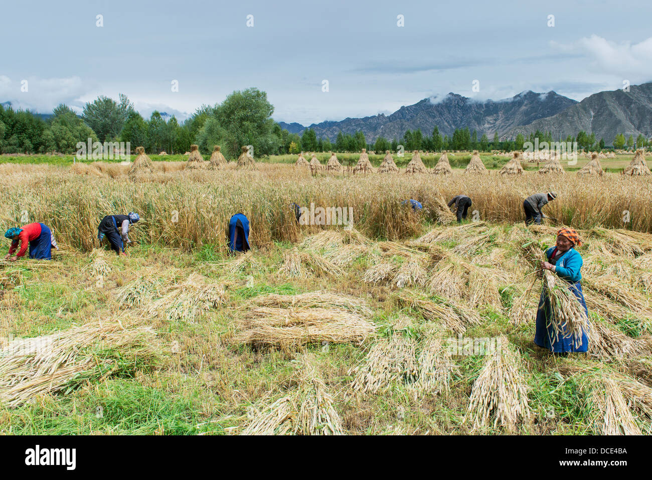 Women Gathering Wheat Into Bundles in Field; Lhasa, Tibet, Xizang ...