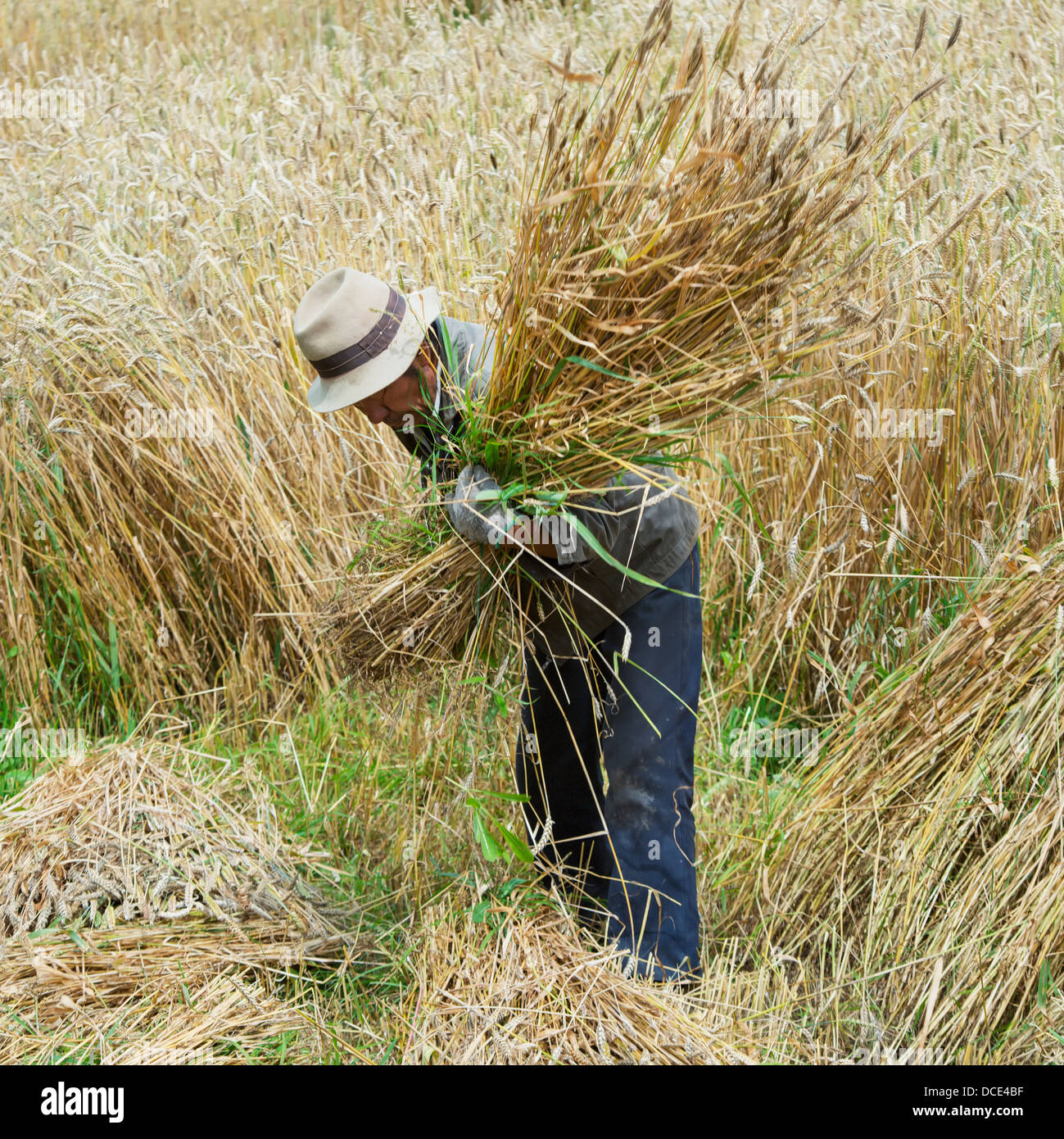 China, Xizang, Tibet, Lhasa, Man Gathering Wheat Into Bundle Stock ...