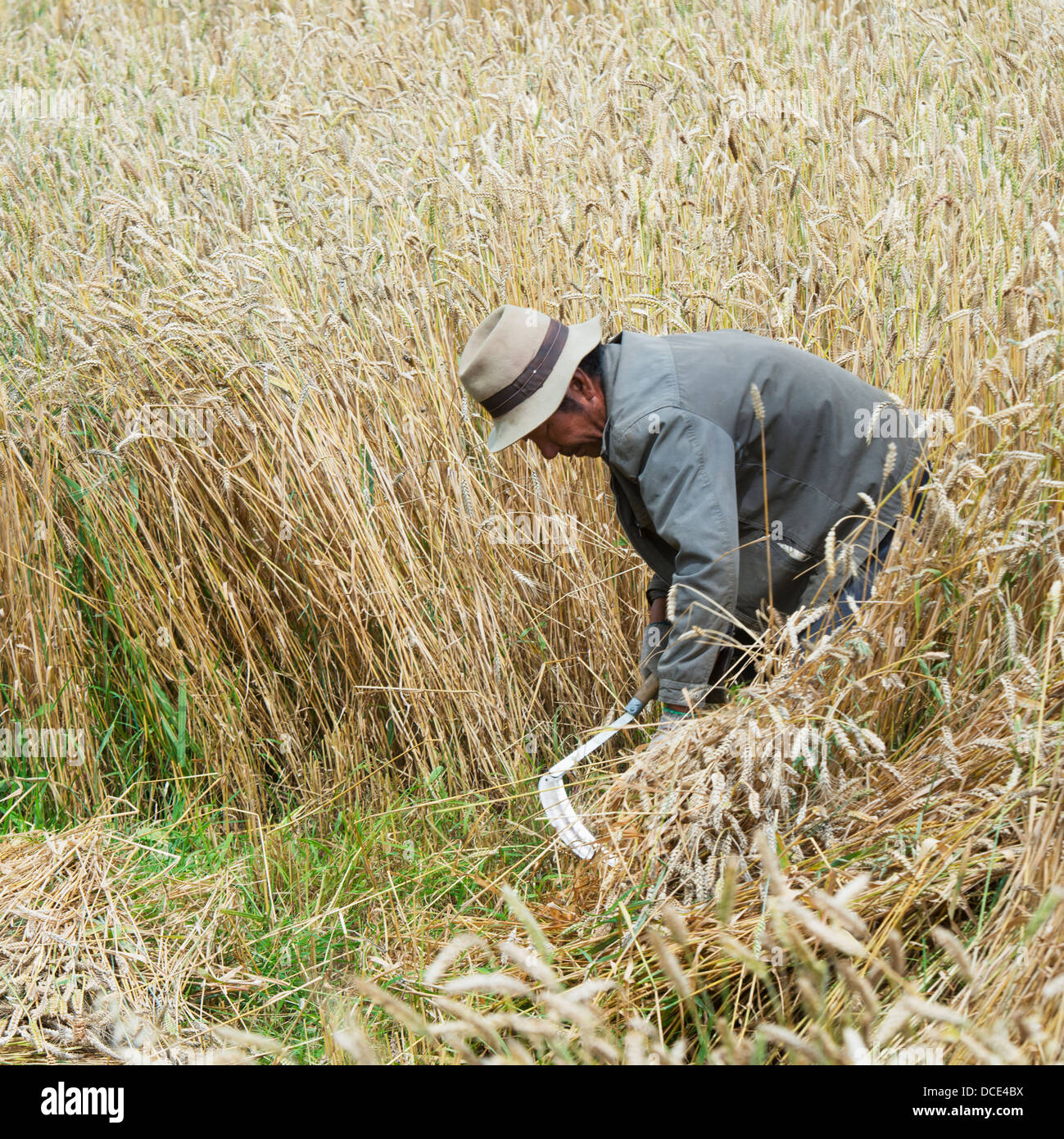 Man carrying bundle wheat hi-res stock photography and images - Alamy