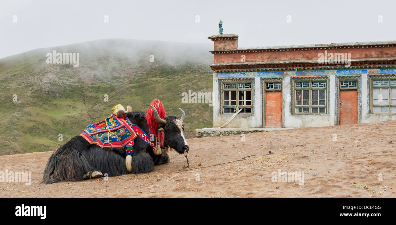 Yak laying on ground decorated with colorful fabric and fur collar ...