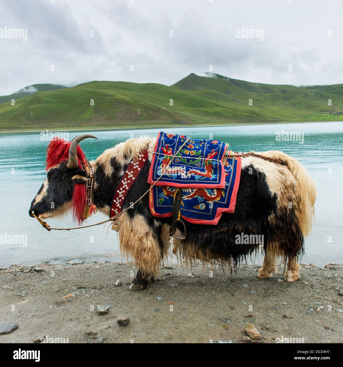 China, Xizang, Tibet, Shannan, decorated yak; Shannan, Xizang, China Stock Photo - Alamy