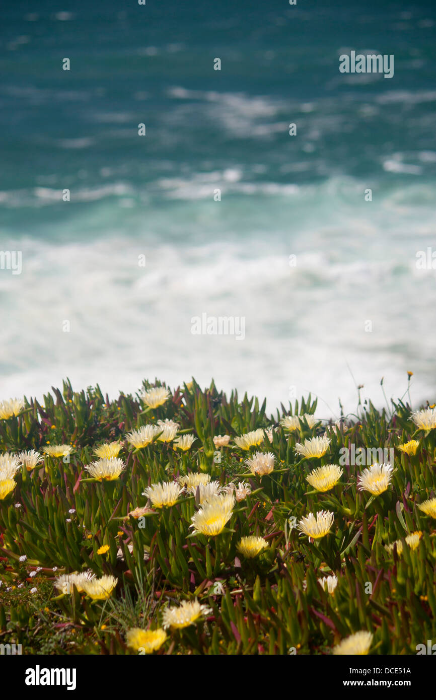 Spring flowers on clifftop above sea Monte Clerigo Parque Natural da ...