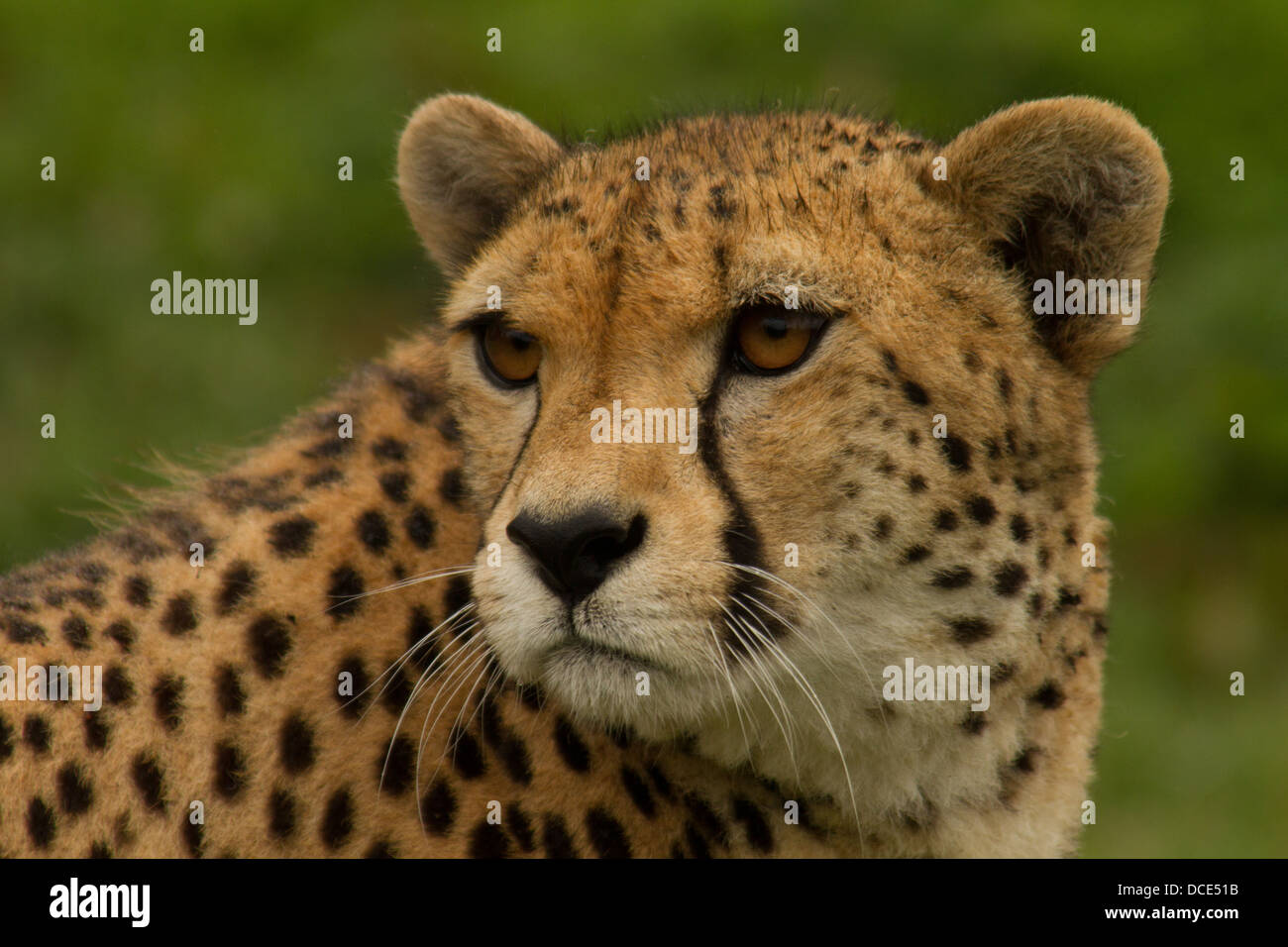 Cheetah looking over shoulder Stock Photo - Alamy