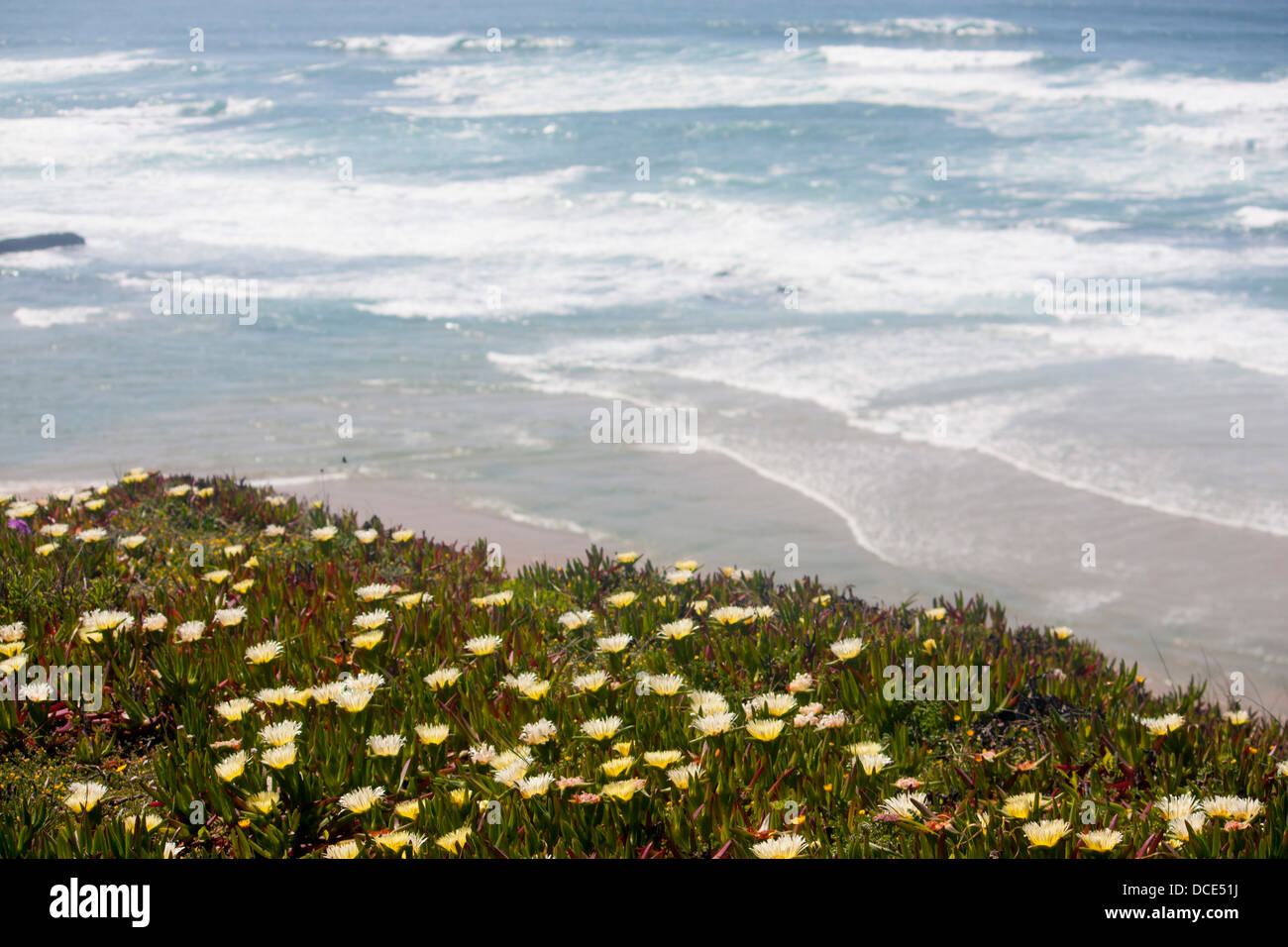 Spring flowers on clifftop above sea Monte Clerigo Parque Natural da ...