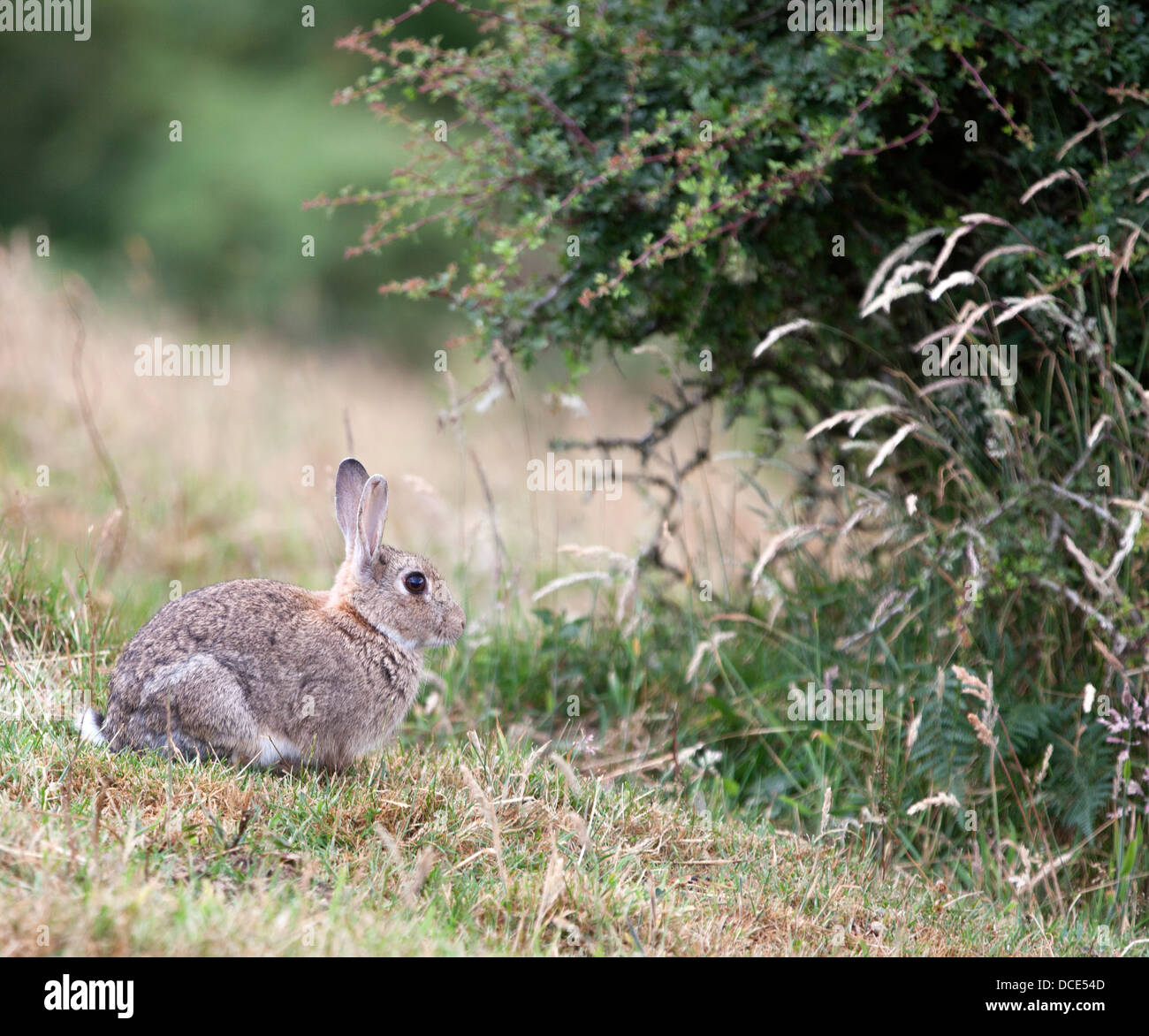 Lepus cuniculus rabbit hi-res stock photography and images - Alamy