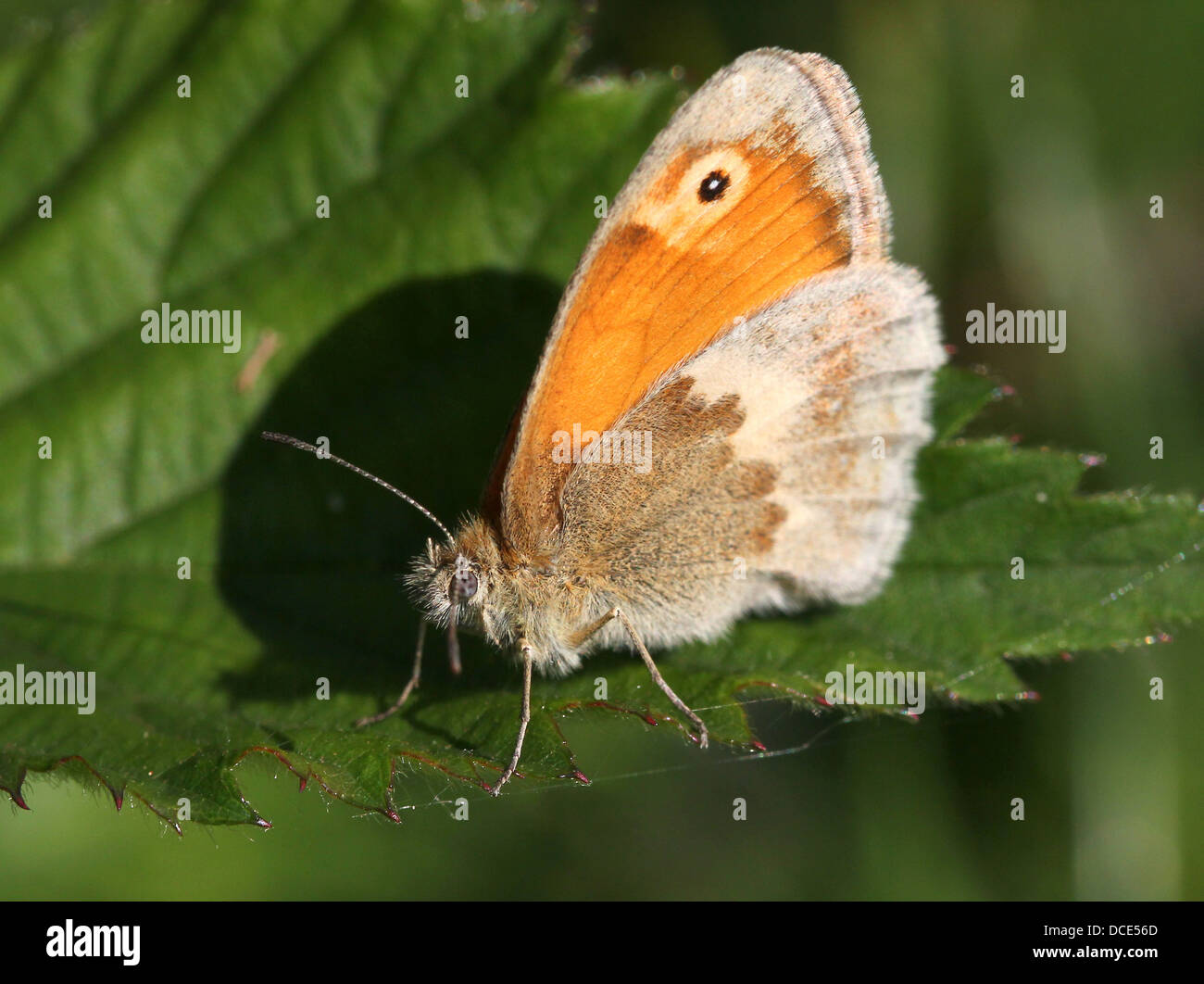 European Small heath butterfly (Coenonympha pamphilus) posing on a ...