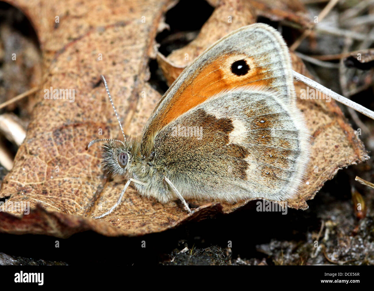 Small heath butterfly (Coenonympha pamphilus) in a summer meadow Stock ...