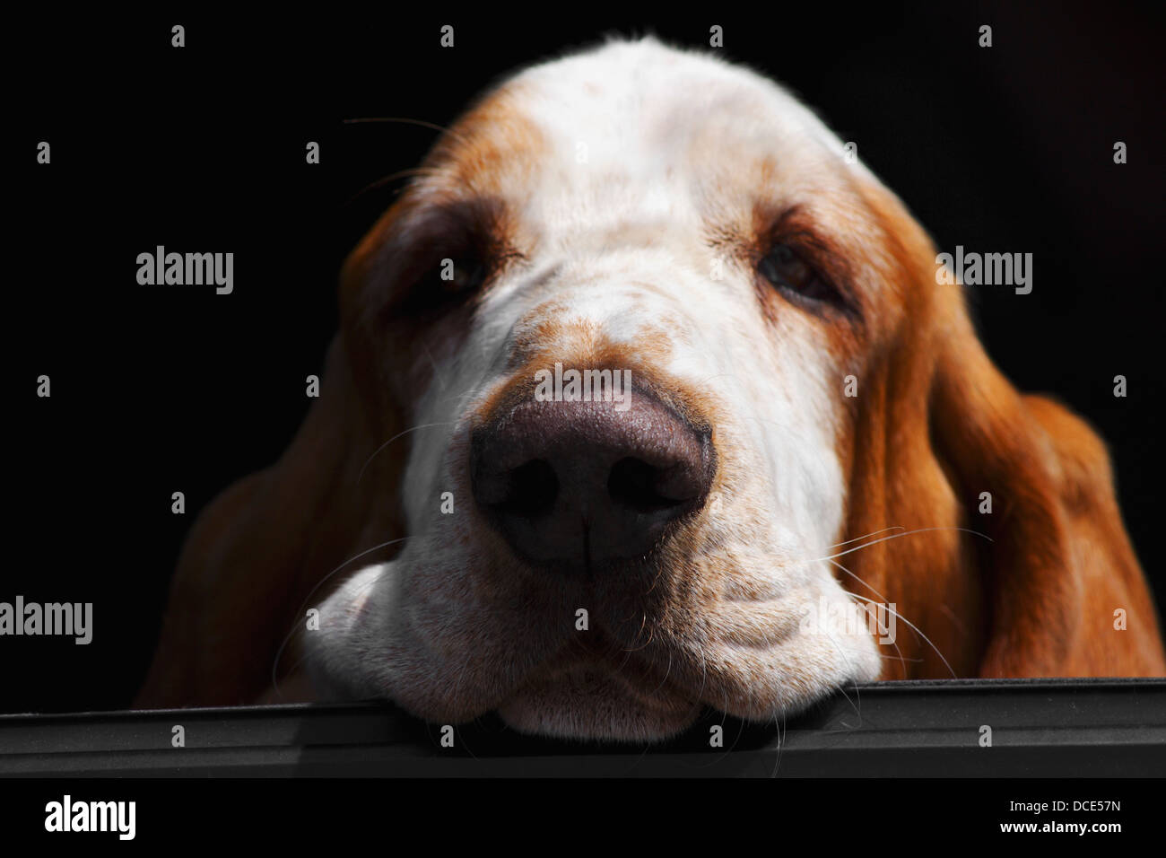 Basset hound head hi-res stock photography and images - Alamy