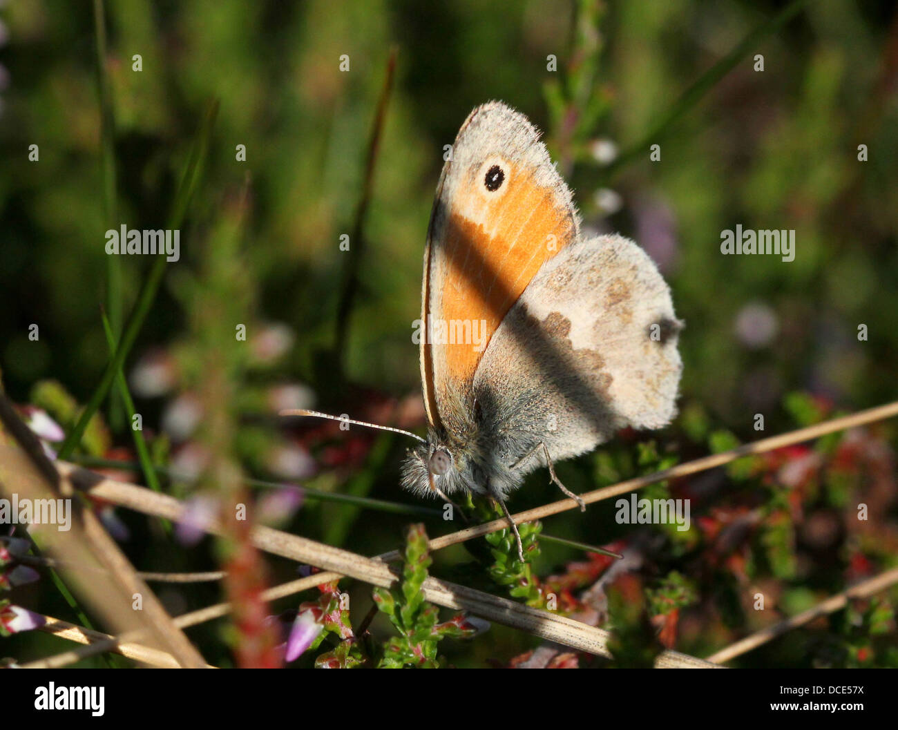 Small heath butterfly (Coenonympha pamphilus) in a summer meadow Stock ...