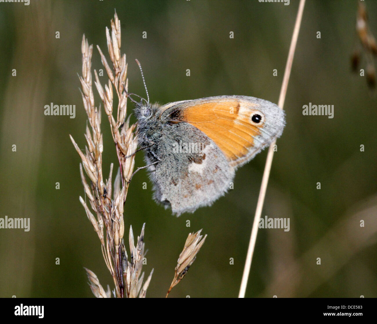 Small heath butterfly (Coenonympha pamphilus) in a summer meadow Stock ...