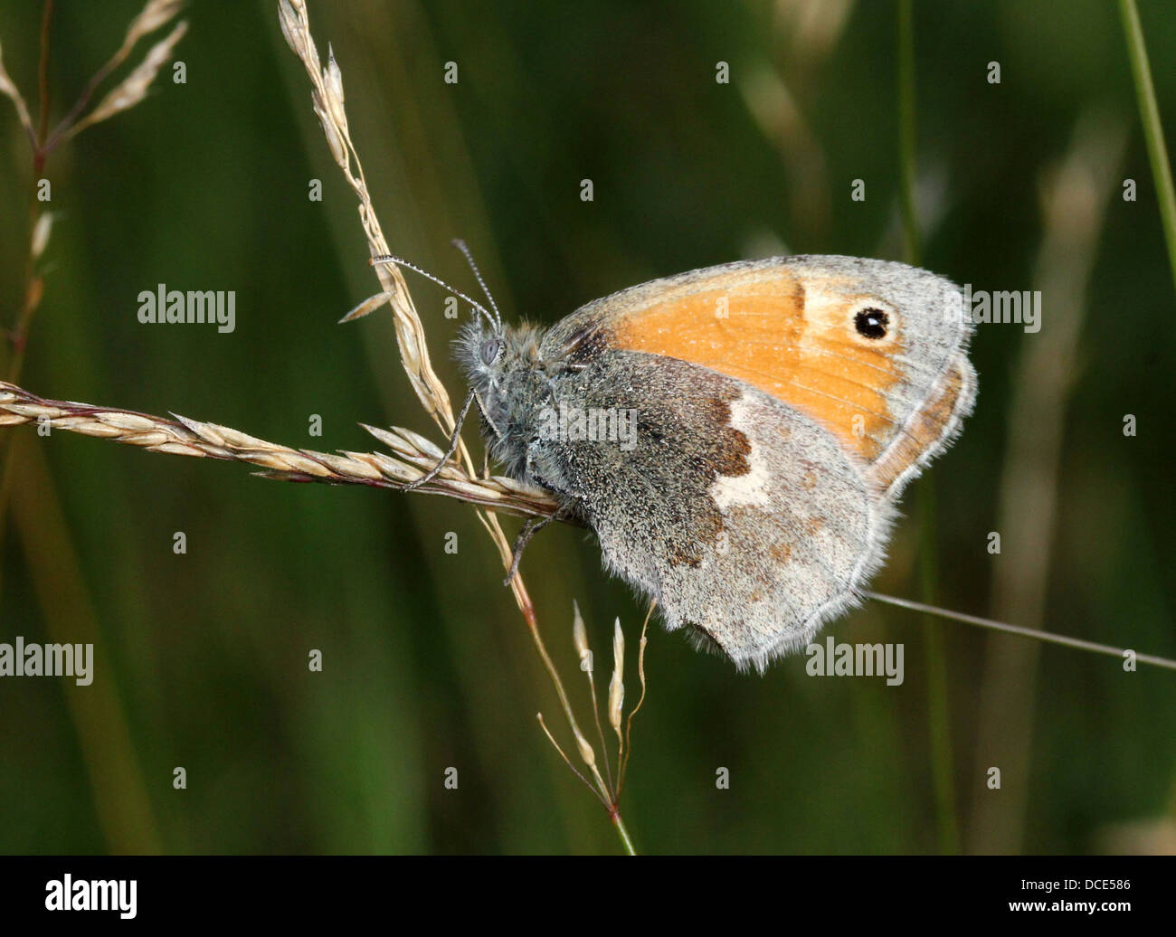 Small heath butterfly (Coenonympha pamphilus) in a summer meadow Stock ...