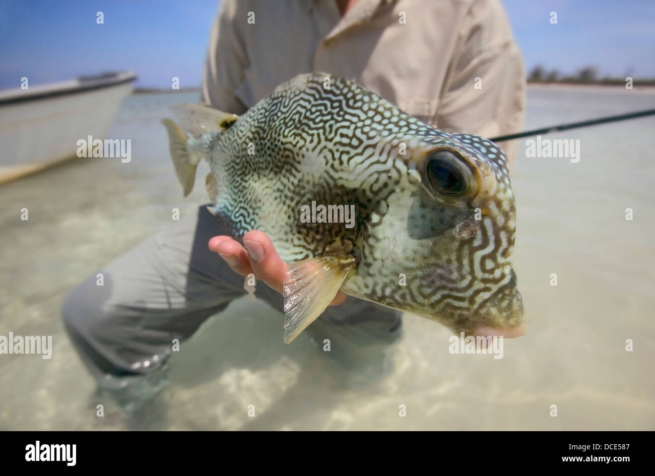 Man holding a boxfish; bahamas Stock Photo - Alamy