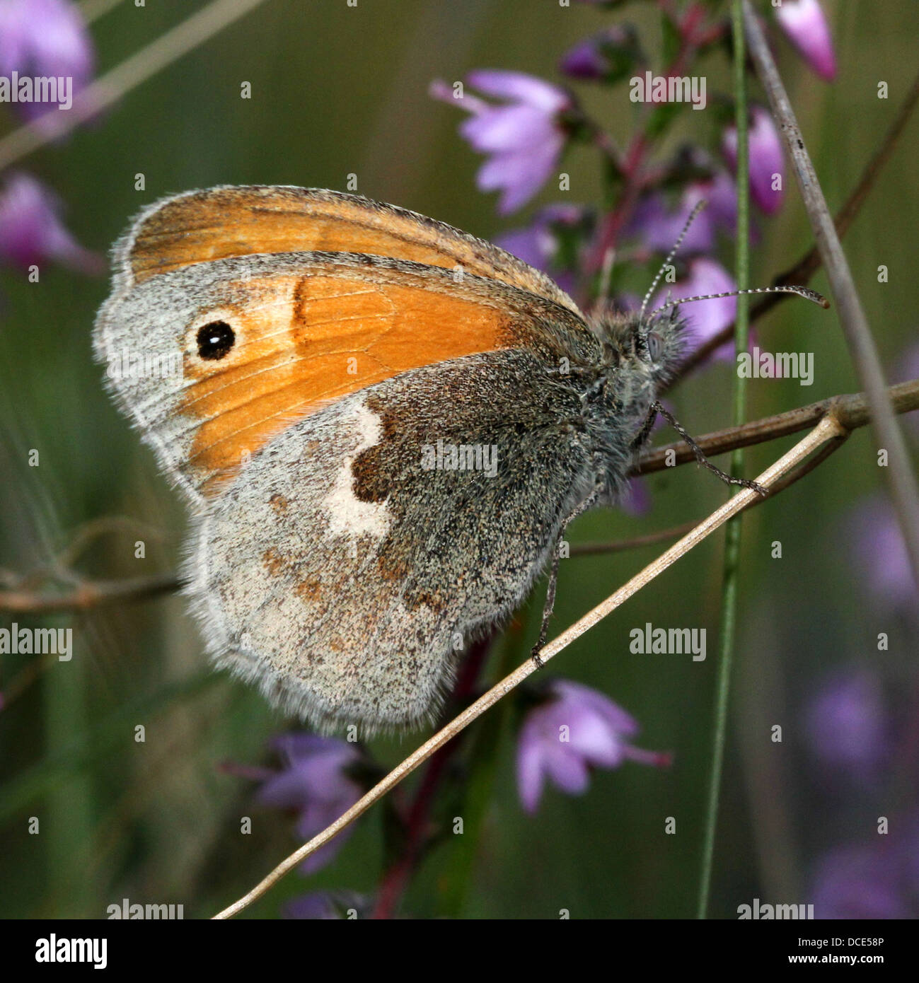 Series of over 35 detailed close-ups of the small heath butterfly ...