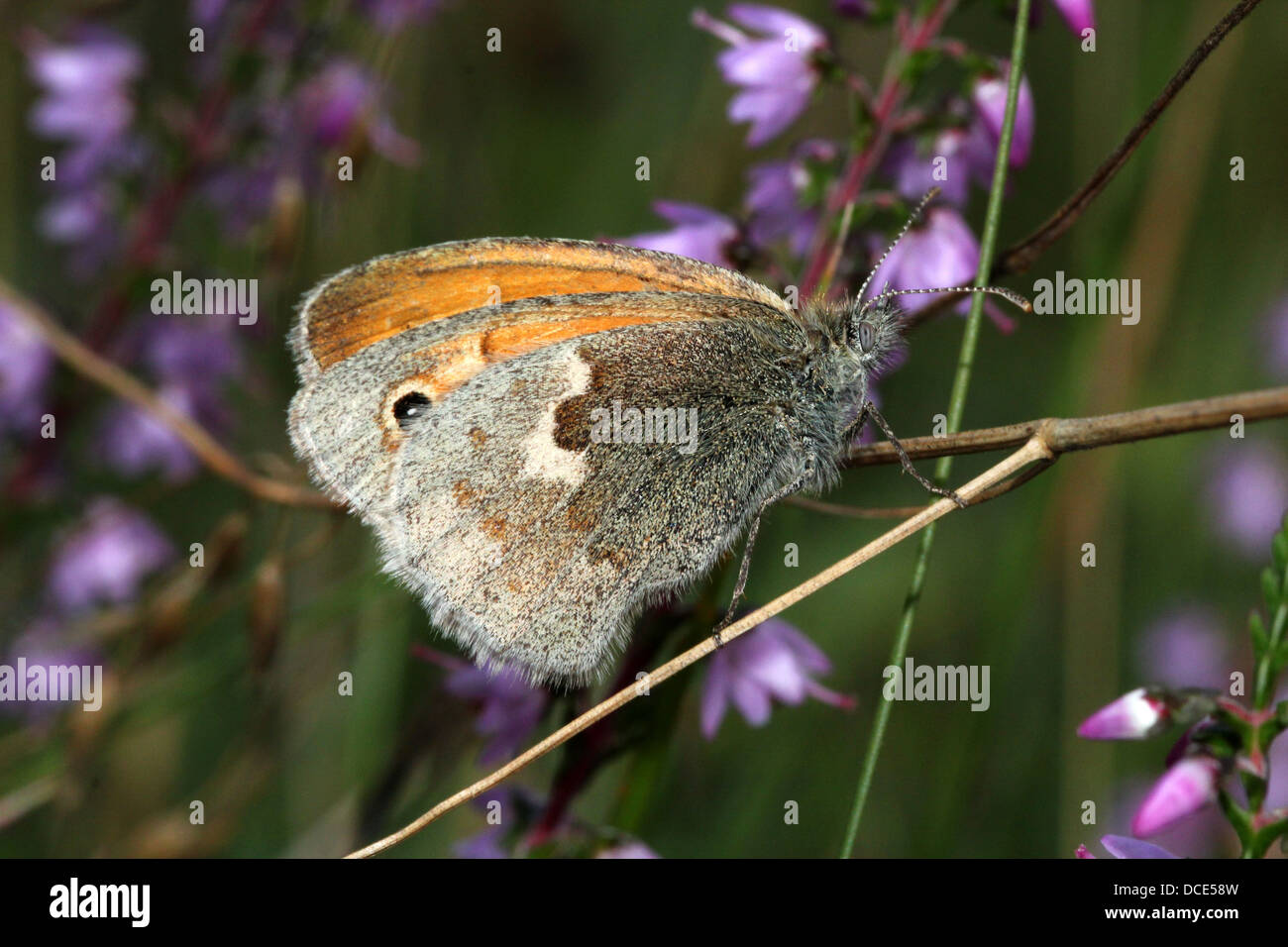 Series of over 35 detailed close-ups of the small heath butterfly ...