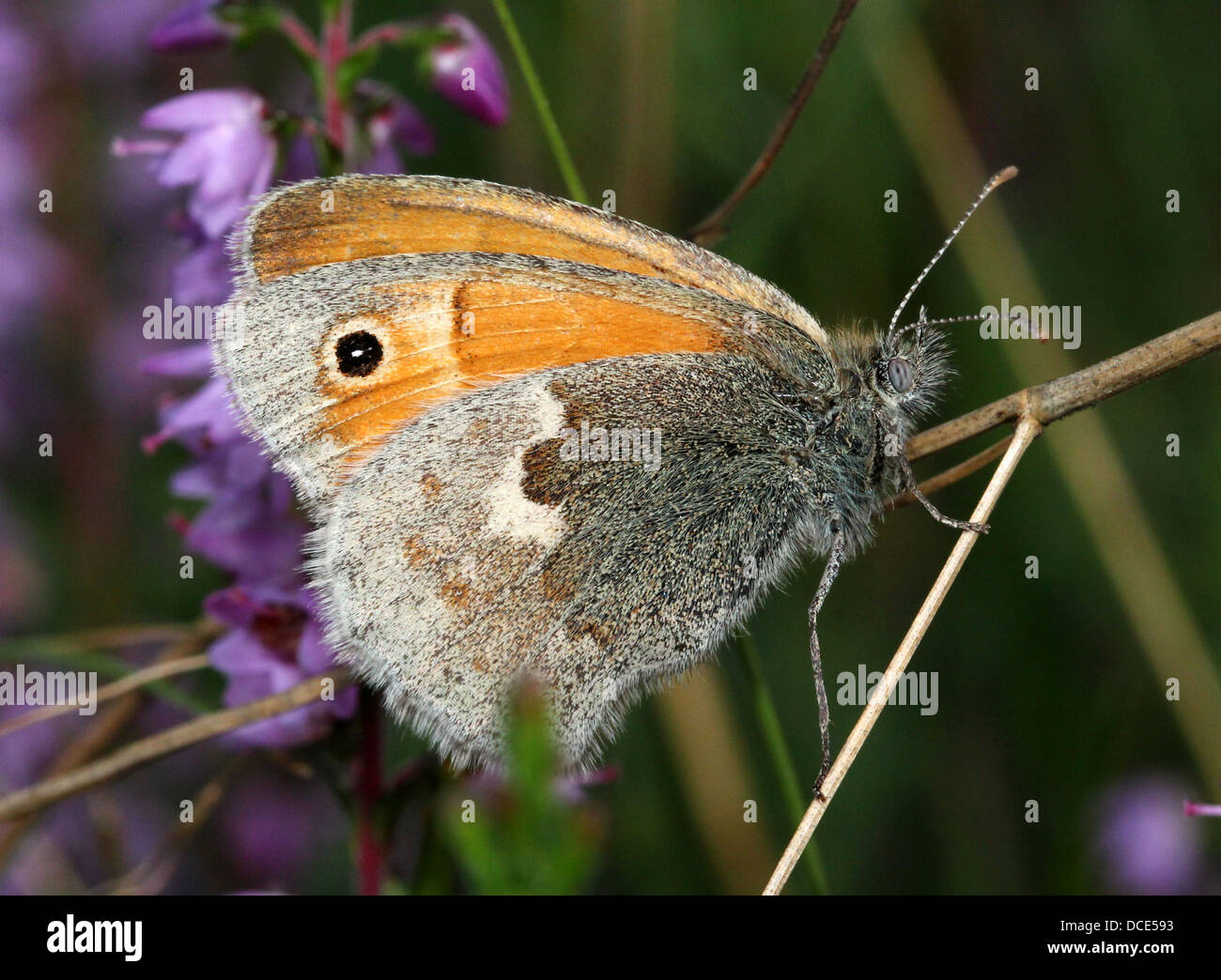 Small heath butterfly (Coenonympha pamphilus) in a summer meadow Stock ...