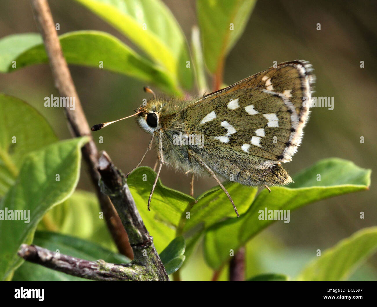 Silver-spotted or Branded Skipper (Hesperia comma) in various poses ...