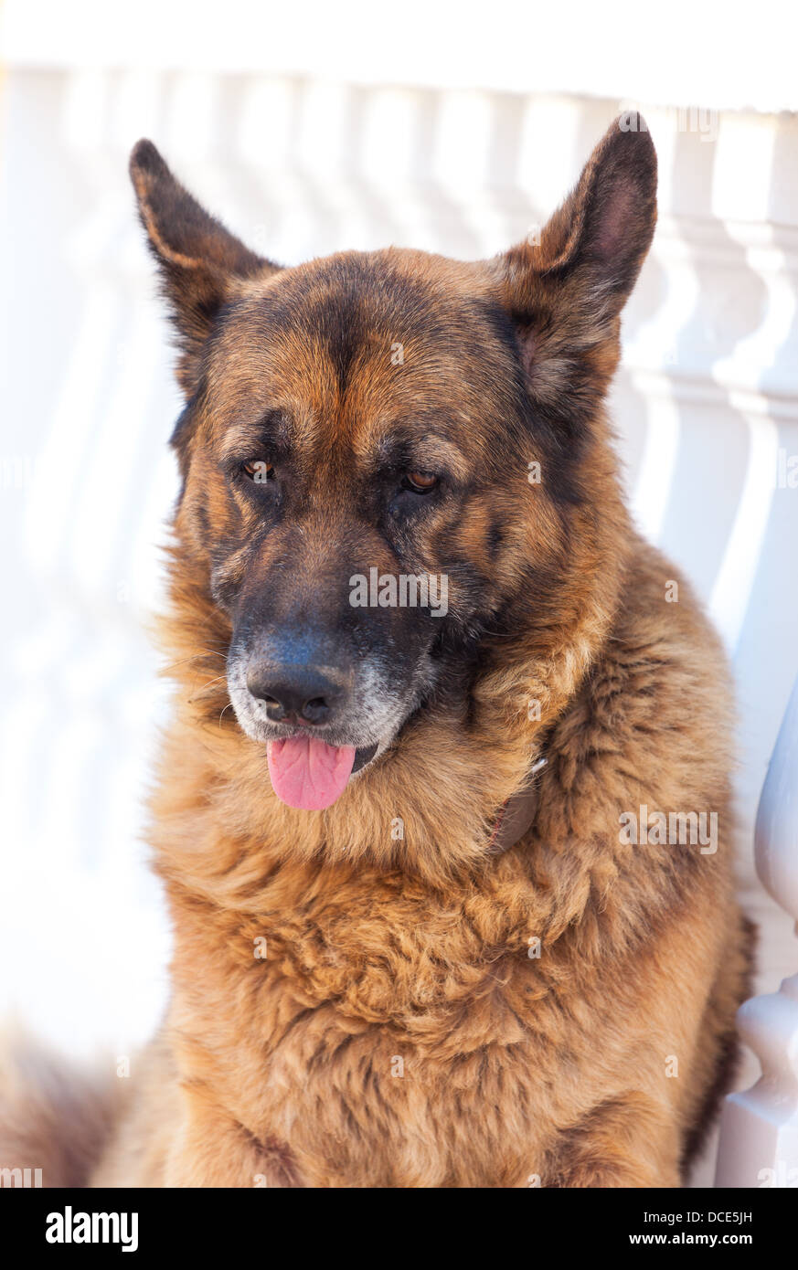 Sad sheepdog hi-res stock photography and images - Alamy