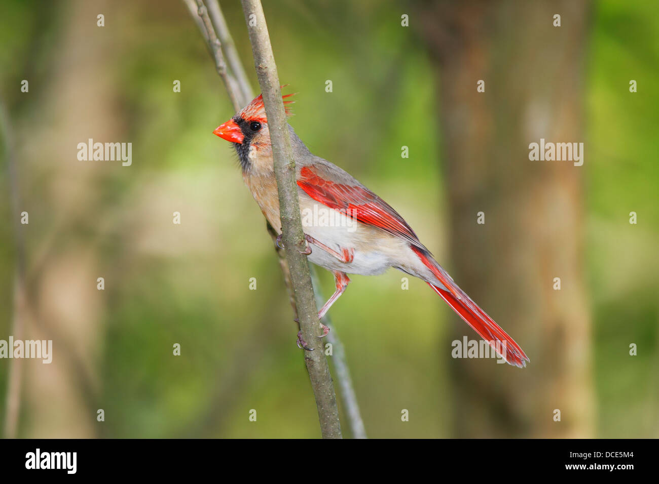 Colorful feathered bird hi-res stock photography and images - Alamy