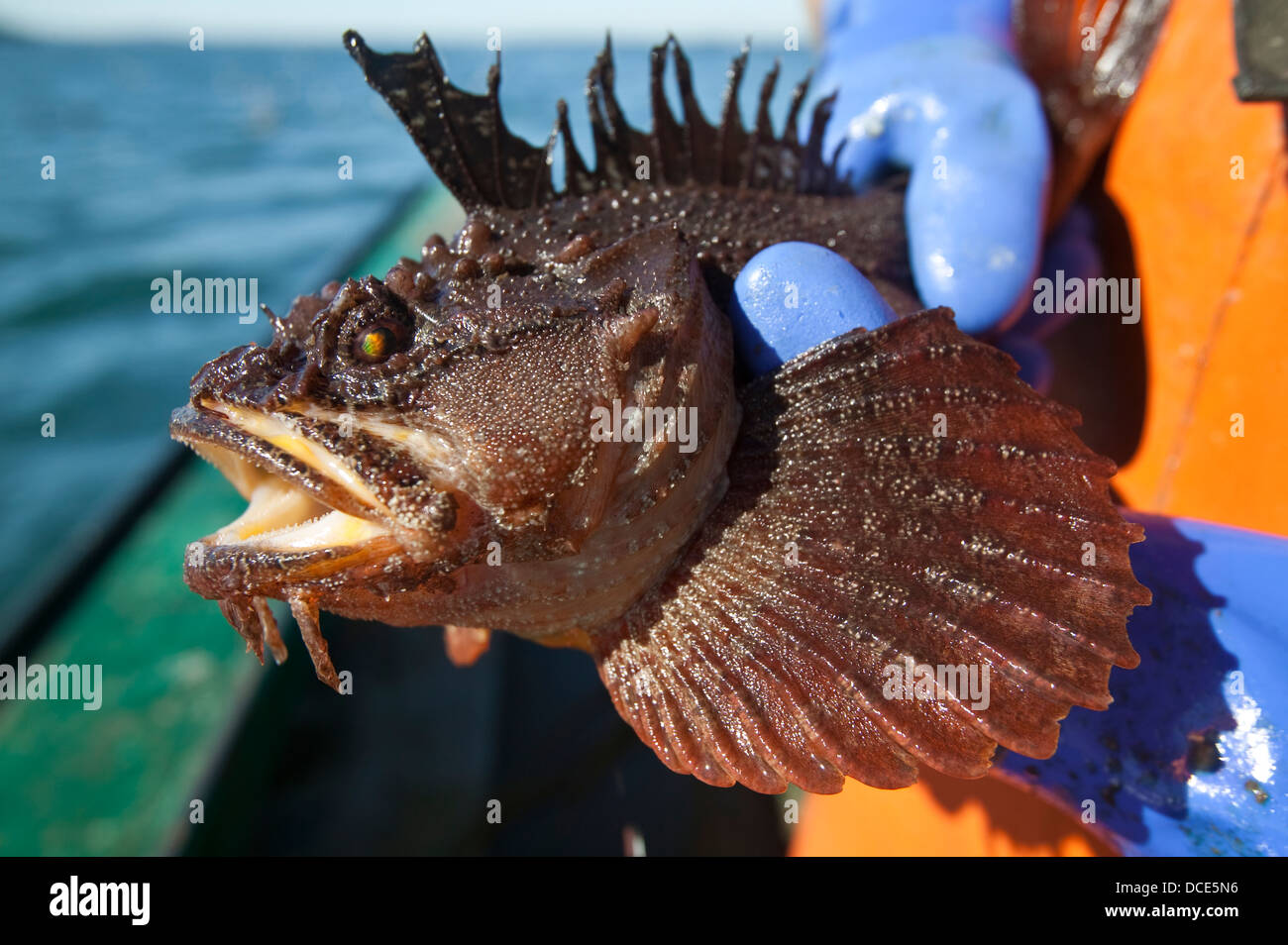 Sea raven fish caught in boston harbor; boston massachusetts usa Stock ...