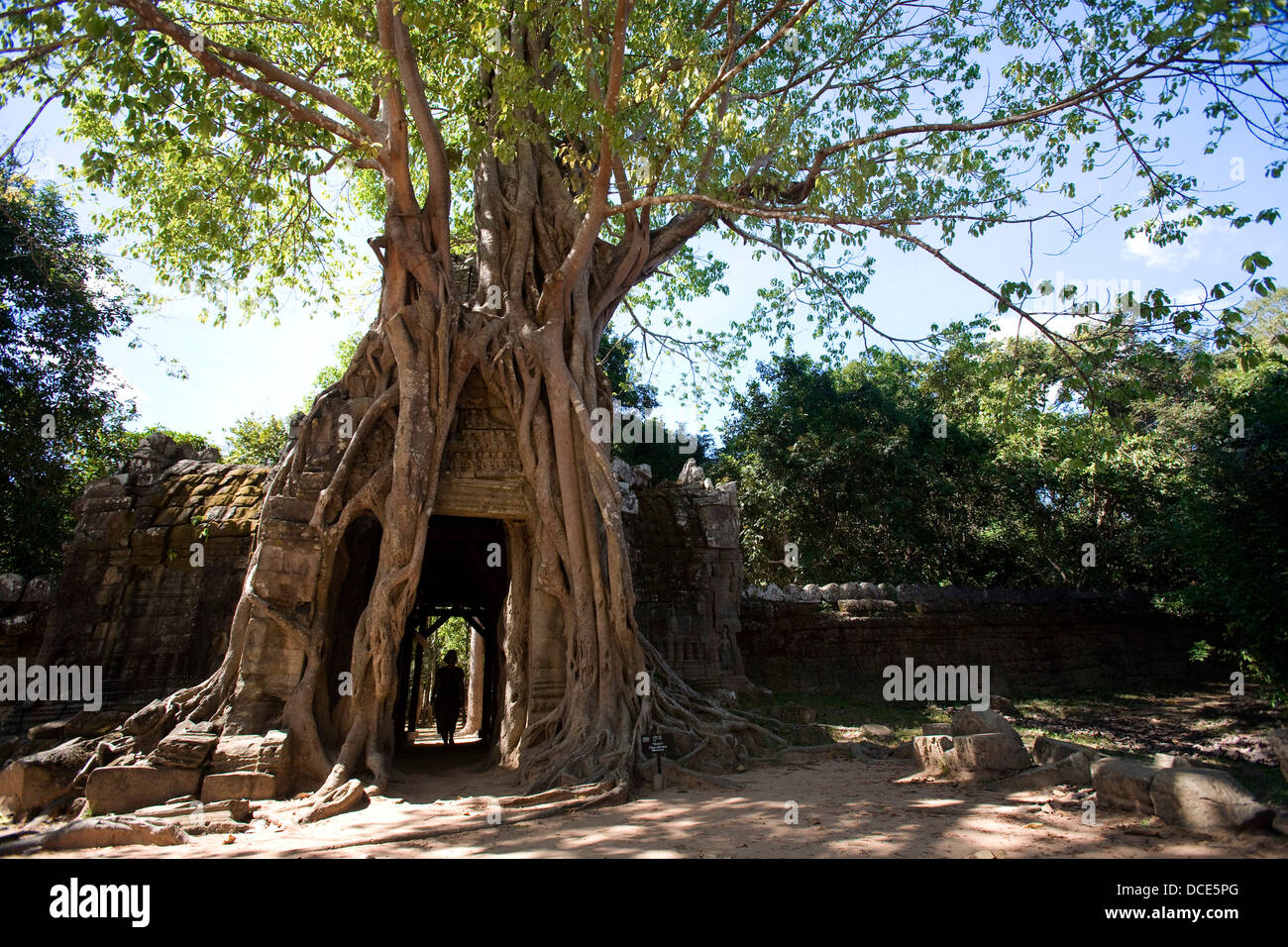 Passage Through Tree In Temple In Ancient City Of Angkor; Angkor Wat ...
