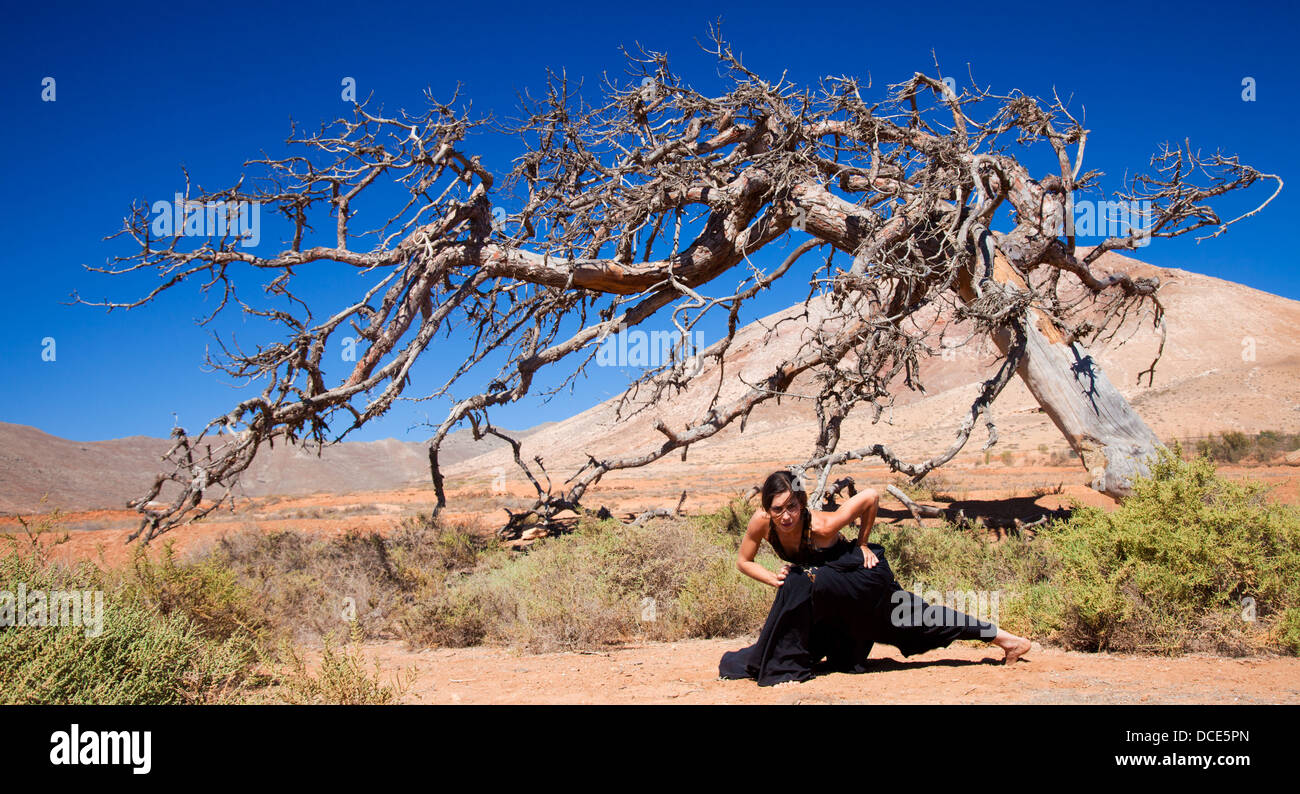 Flamenco tree hi-res stock photography and images - Alamy