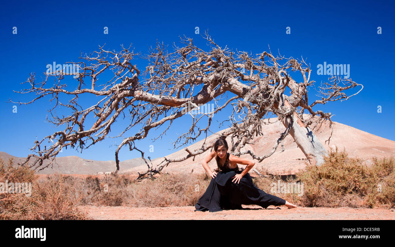 flamenco and a dead tree Stock Photo - Alamy