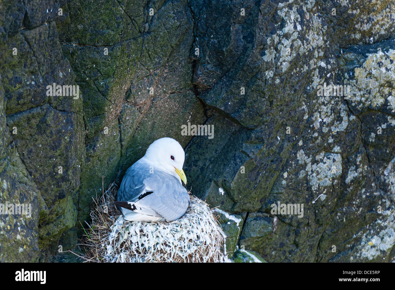 Kittywake - Rissa tridactyla - in Mykines in the Faroe Islands Stock ...
