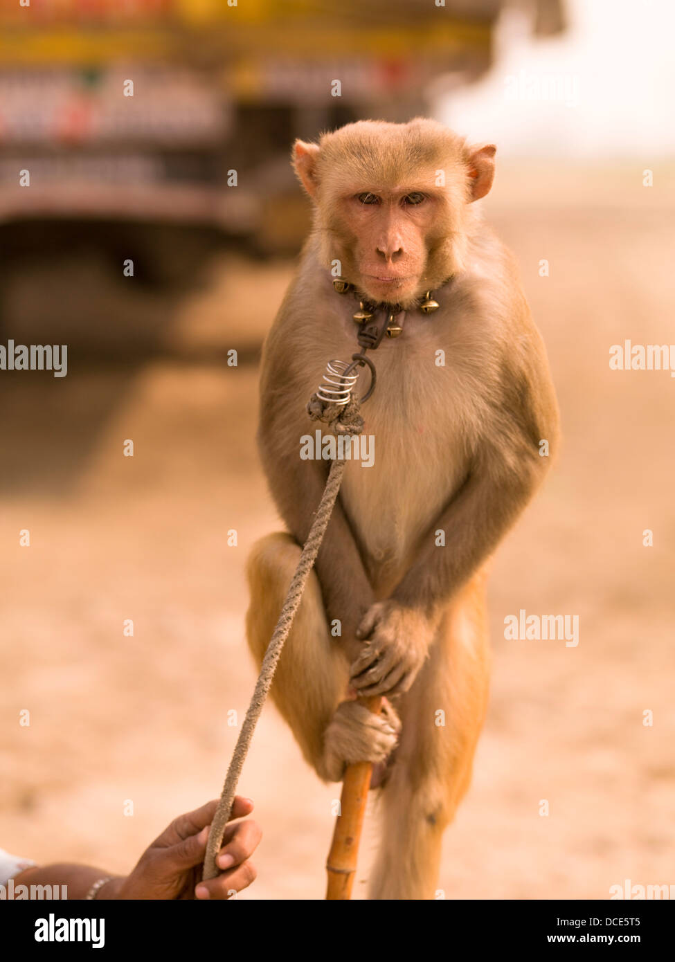 Monkey Balancing On A Stick; India Stock Photo - Alamy