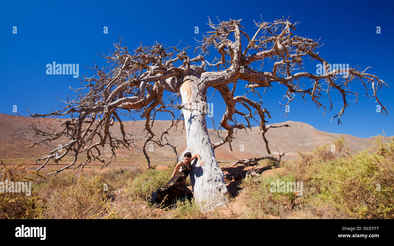 Flamenco tree hi-res stock photography and images - Alamy