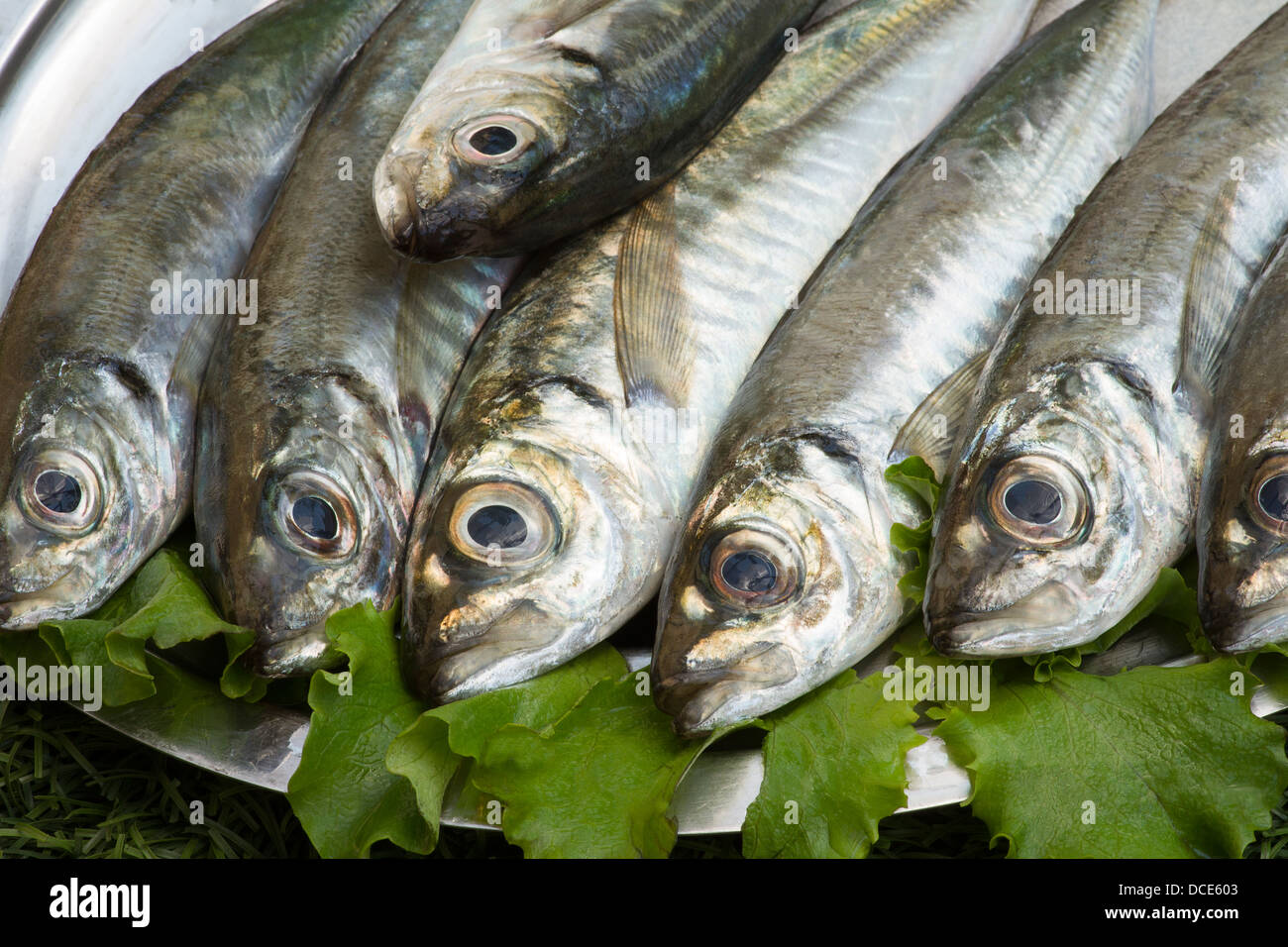 Mackerel fish nutrition hi-res stock photography and images - Alamy