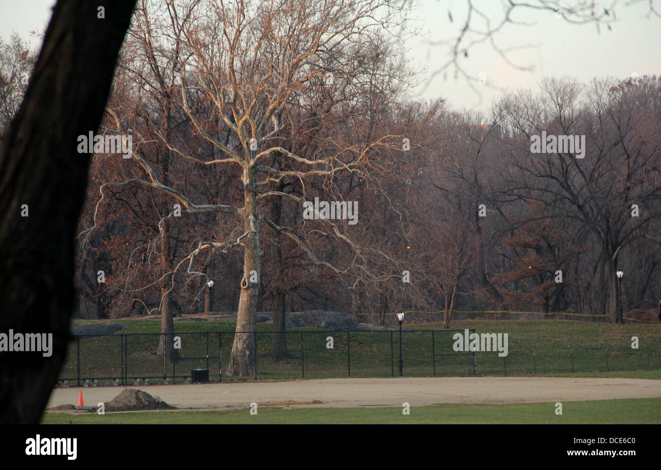 ghostly sycamore illuminated at dusk in central park, nyc Stock Photo ...