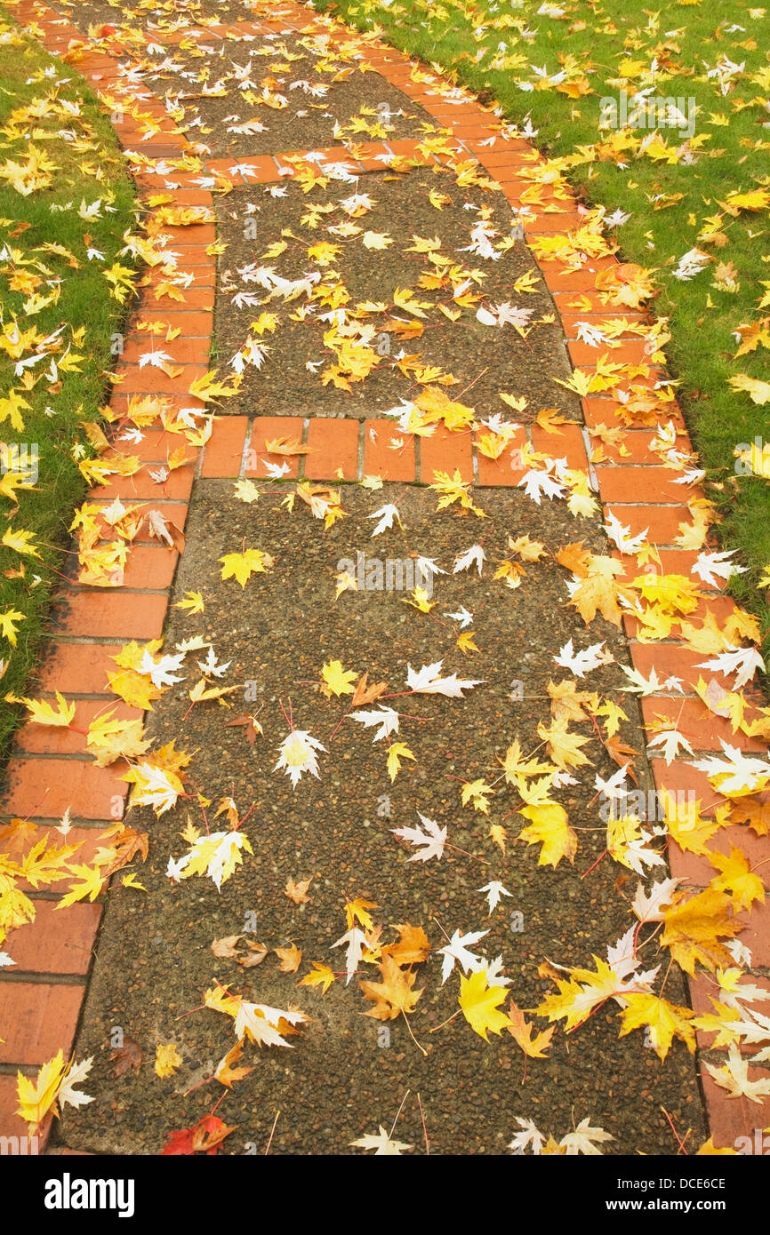 Fallen leaves on path paths pathway pathways hi-res stock photography ...