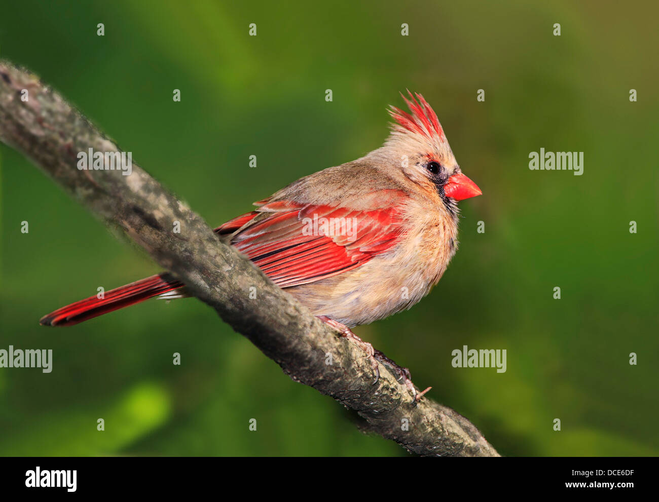 Female cardinal bird hi-res stock photography and images - Alamy