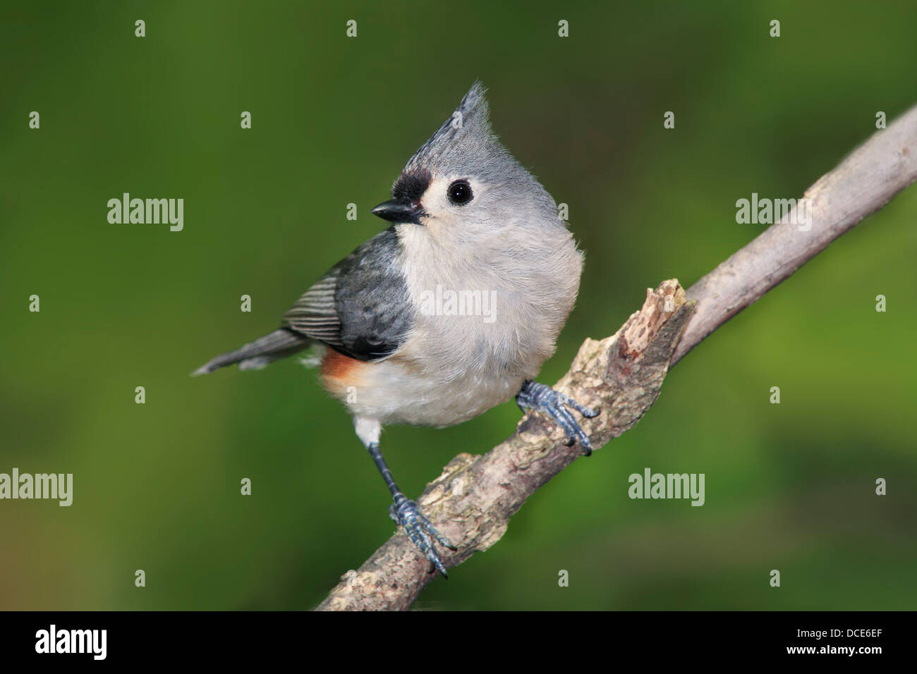 A Small Bird, The Tufted Titmouse Posing Nicely, Parus bicolor Stock ...