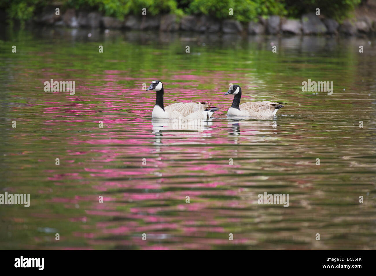 Pairs geese hi-res stock photography and images - Alamy