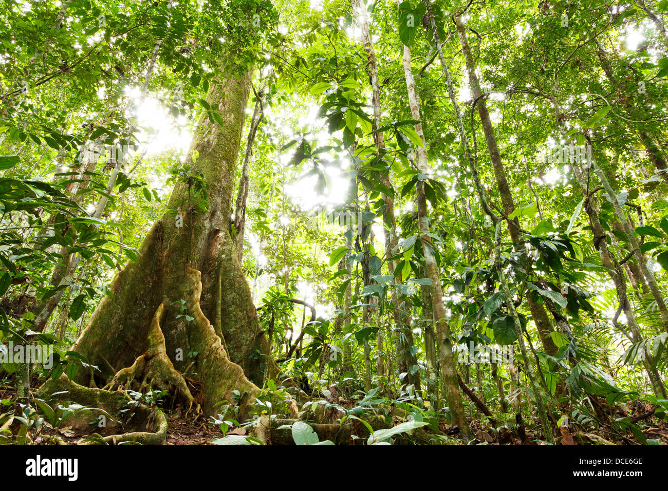 Low angle view of tropical rainforest with a large buttressed root tree ...