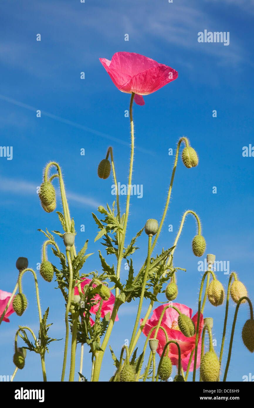 Red Flower Against Blue Sky Stock Photo - Alamy