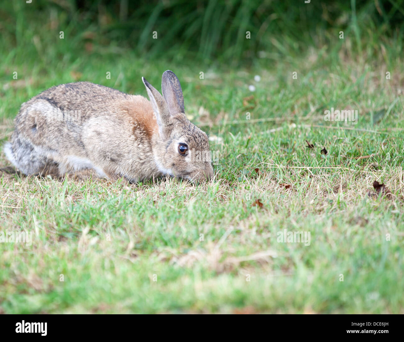 Brush rabbit hi-res stock photography and images - Alamy
