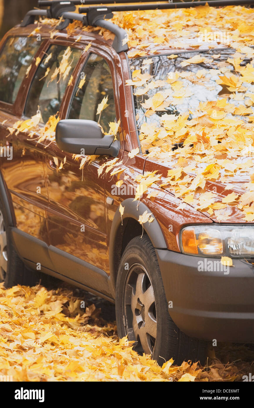 Autumn Leaves On Car Stock Photo - Alamy
