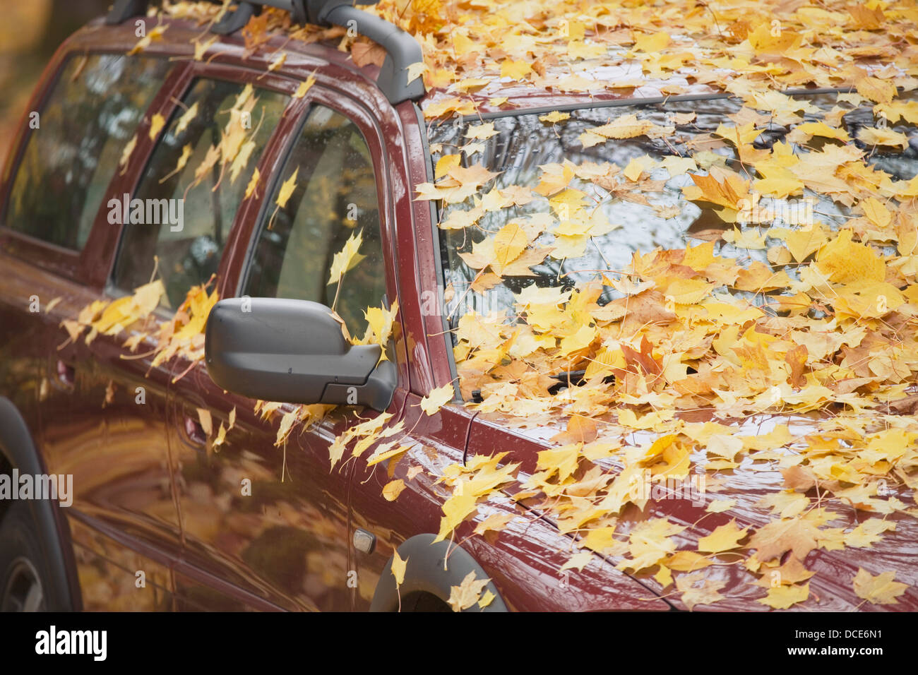 Fall Leaves On A Car Stock Photo - Alamy