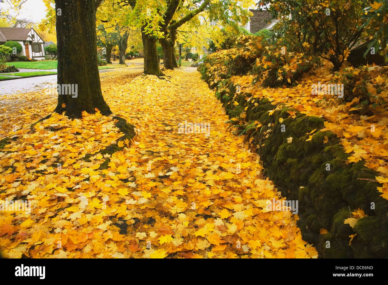 Sidewalk Covered In Autumn Leaves Stock Photo - Alamy