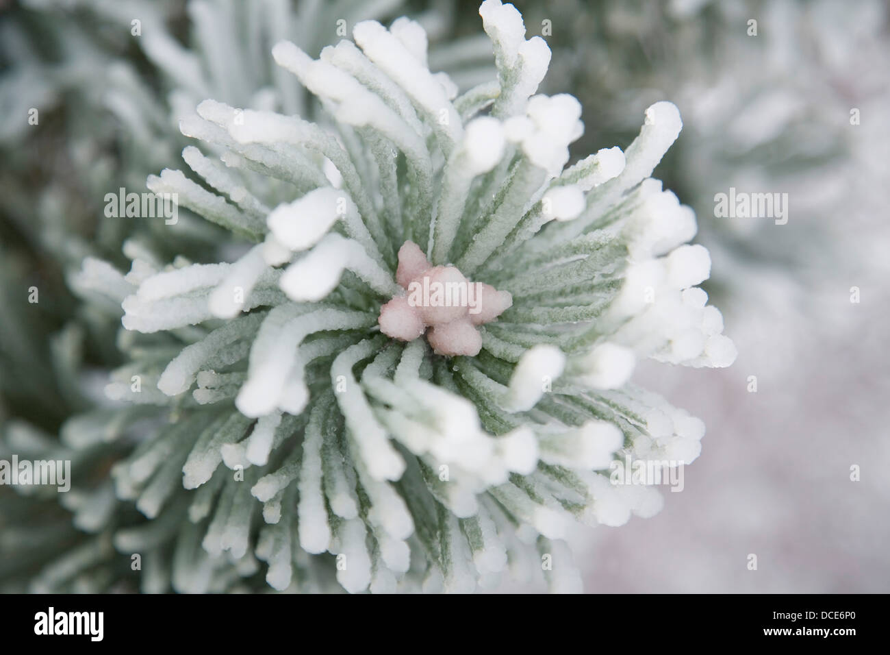 Pine tree shapes hi-res stock photography and images - Alamy
