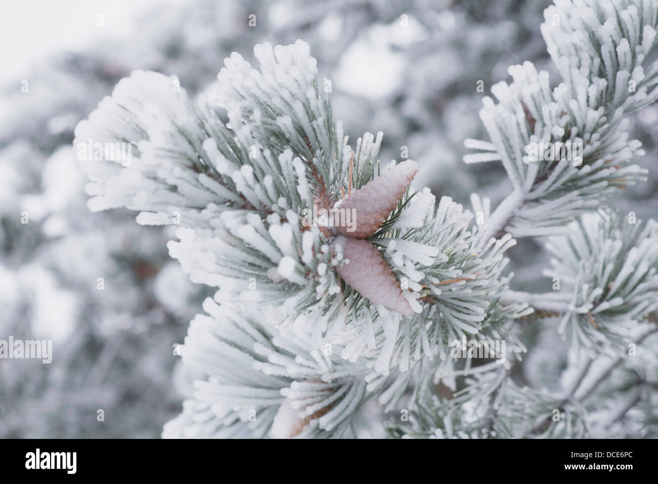 Frozen Pine Tree Stock Photo - Alamy