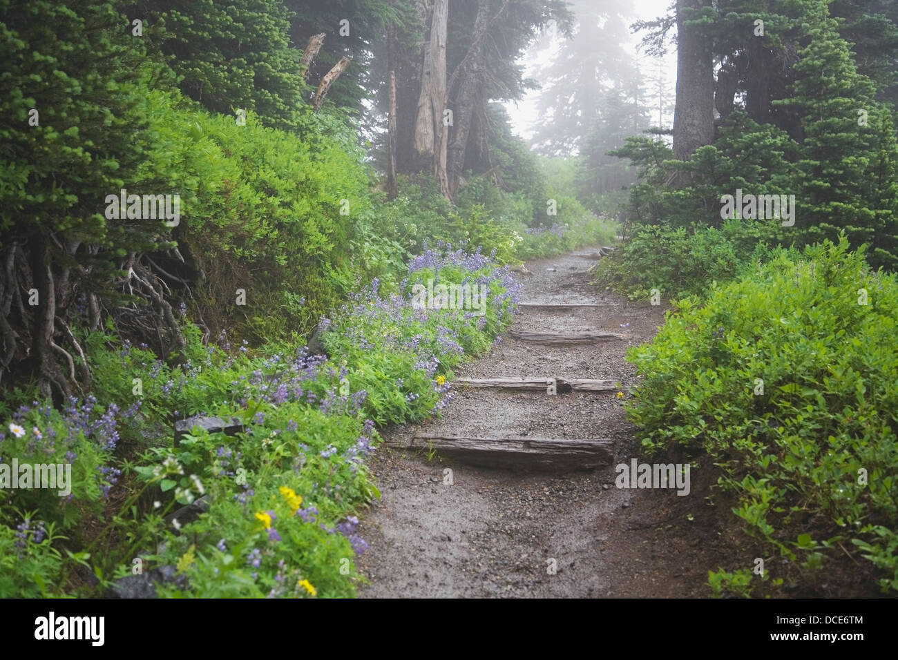 Foggy Forest Path Stock Photo - Alamy