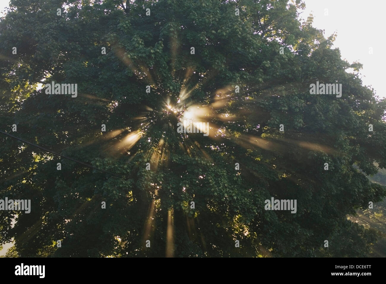 Sunlight Through Trees Stock Photo - Alamy